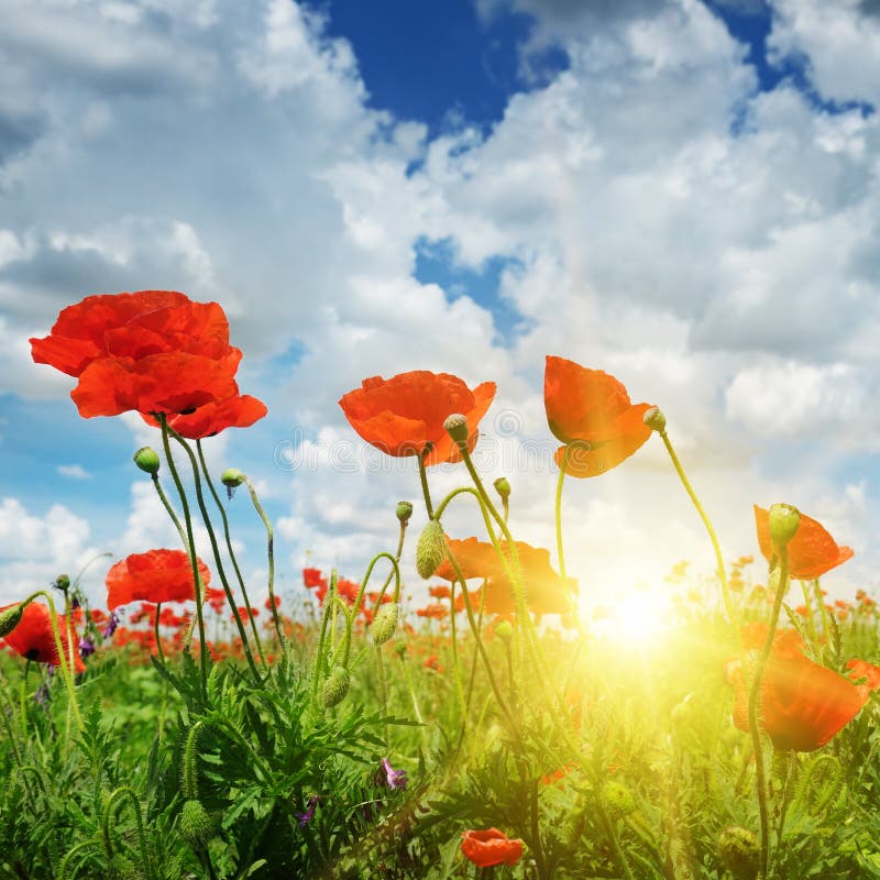 Field with poppies and sun stock photo. Image of grassland - 58148732