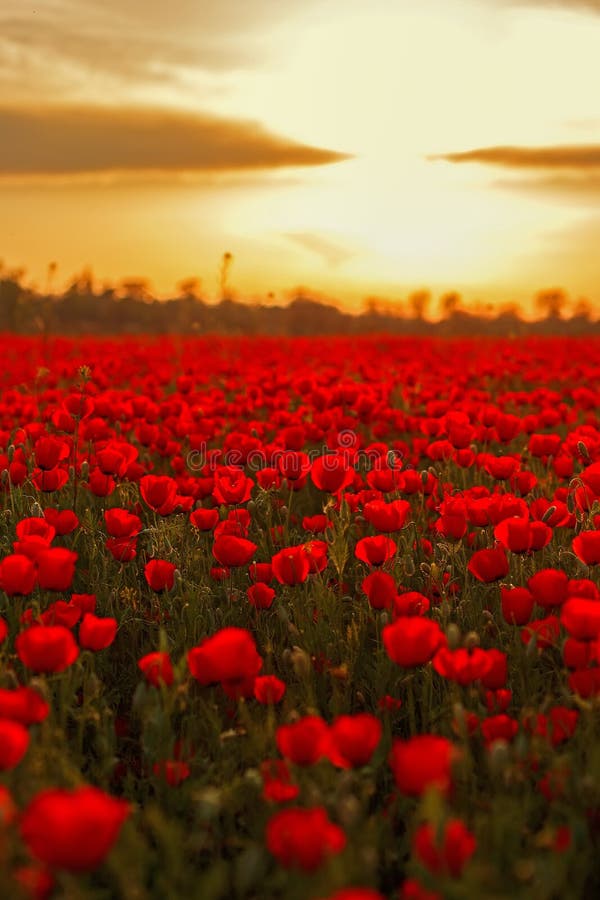 Field of Poppies on a Sunset Stock Photo - Image of plant, grow: 94268514