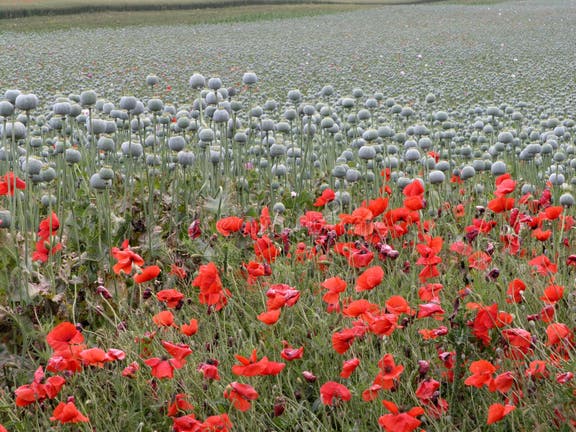 Field of poppy stock photo. Image of natural, poppy, season - 1542780