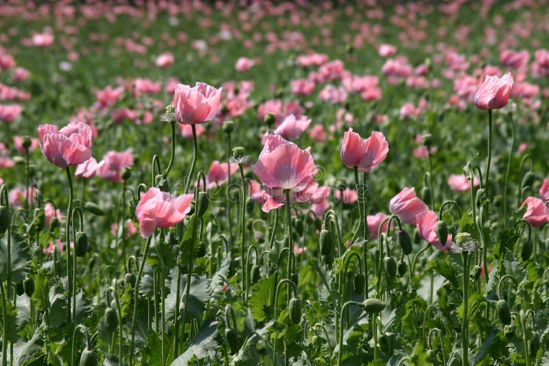 21,574 Pink Poppy Stock Photos - Free & Royalty-Free Stock Photos from ...