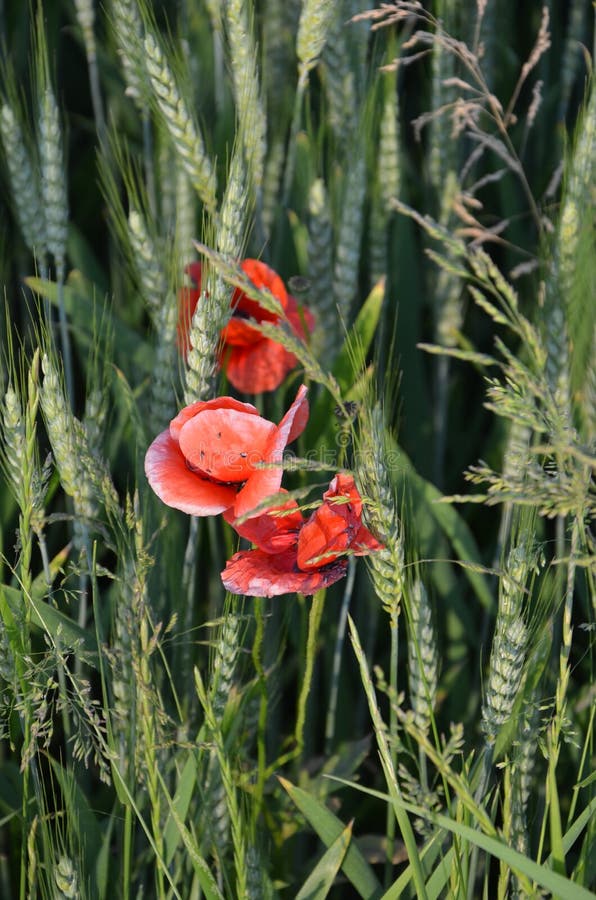 Field Poppy stock photo. Image of poppy, fresh, enjoying - 89612978