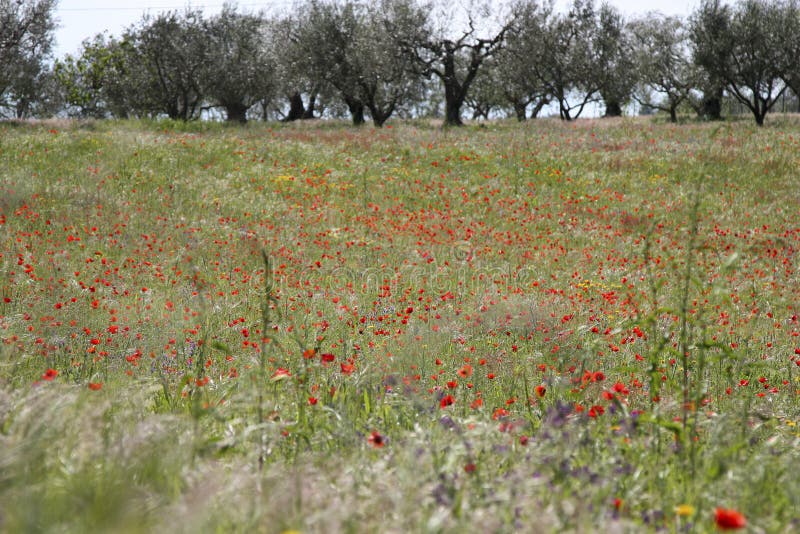Field of Poppy and Olive Trees Stock Photo - Image of green, trees ...