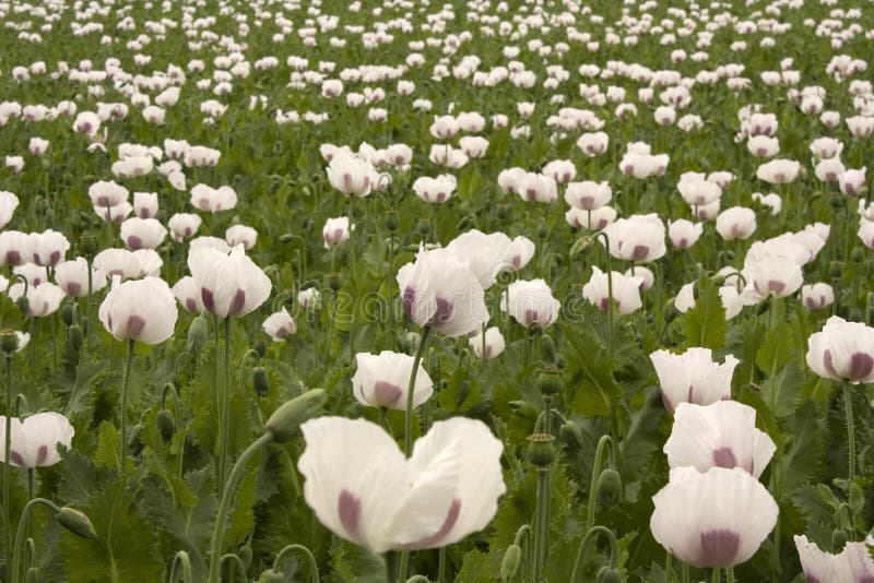Field of poppy plants stock photo. Image of blossom, crop - 9954852