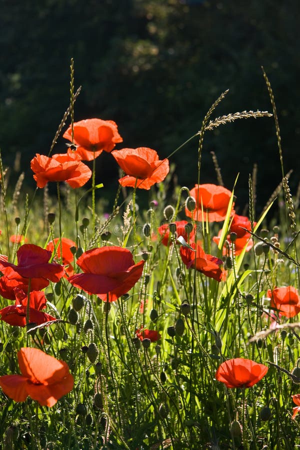 Field with Poppy S in the Sun on a Summer Morning Stock Image - Image ...