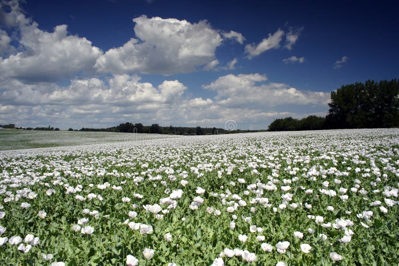 Field of poppy seed stock image. Image of natural, grass - 2724383