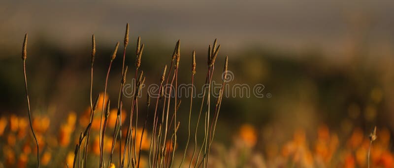 Poppy stems stock image. Image of circles, pods, texture - 1250745