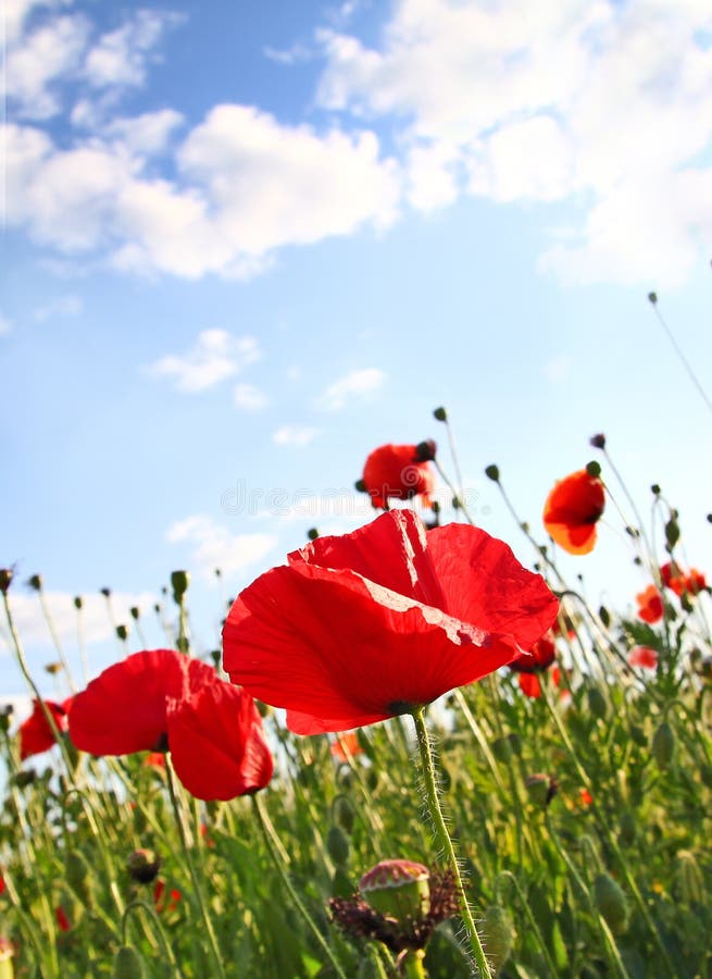 Field with Poppy Under Dark Blue by Sky Stock Image - Image of floral ...
