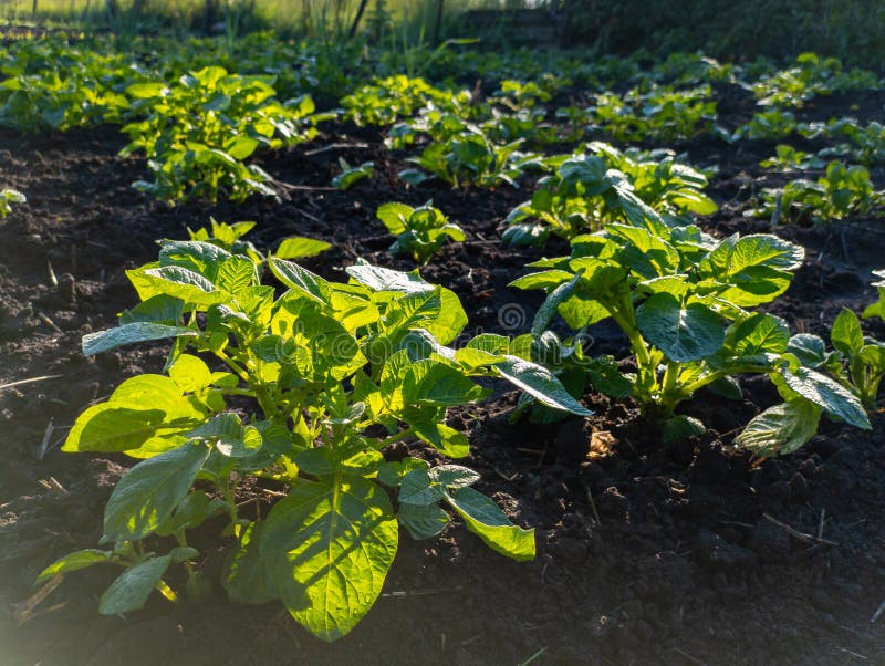 A Field of Potato Plants Growing in the Sun Stock Image - Image of land ...