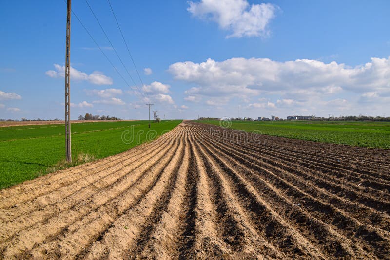 Field potato stock image. Image of agriculture, grass - 246049771