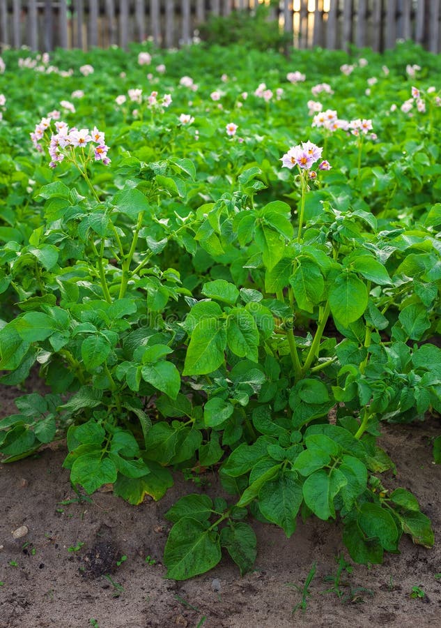 Field of potatoes stock image. Image of agriculture - 109703769