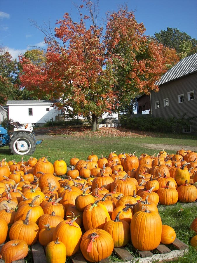 Field of Pumpkins stock image. Image of fall, orange - 10953057