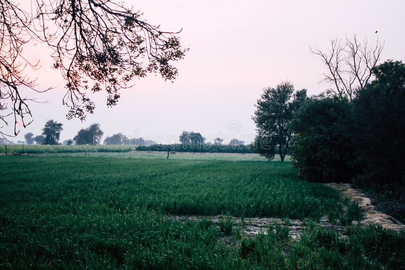 Plant Kanak Tree Stock Photos - Free & Royalty-Free Stock Photos from ...