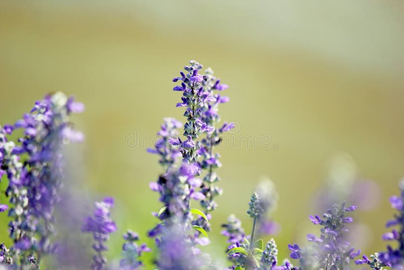 Field of purple flowers stock photo. Image of heat, color - 70823248