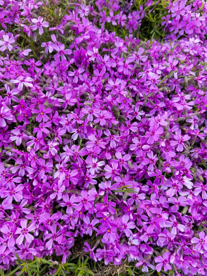 A Field of Purple Flowers with Green Leaves Stock Image - Image of ...