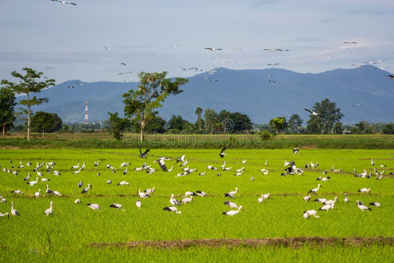 Field of R Ce and Flock of Birds Stock Image - Image of country, green ...