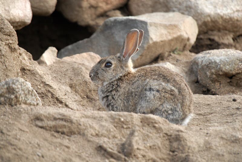 Field Rabbit Next To Its Burrow Stock Photo - Image of dogs, eagle ...