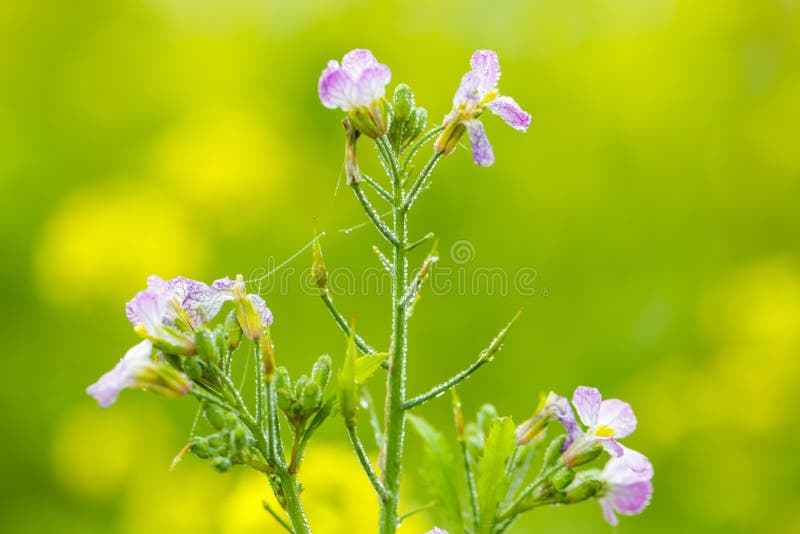 Field Radish ,Brassicaceae in the Rapeseed Field in November Stock ...