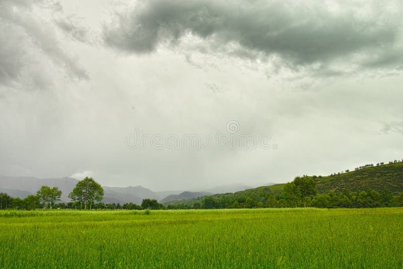 Field after the rain stock image. Image of color, weed - 53899951