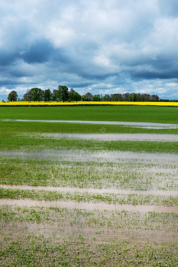 Field after rain. stock photo. Image of dirt, grass, farmland - 71524846