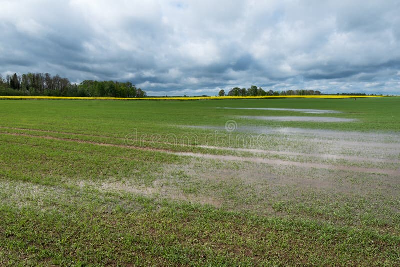 Field after rain. stock image. Image of agriculture, latvia - 71527653