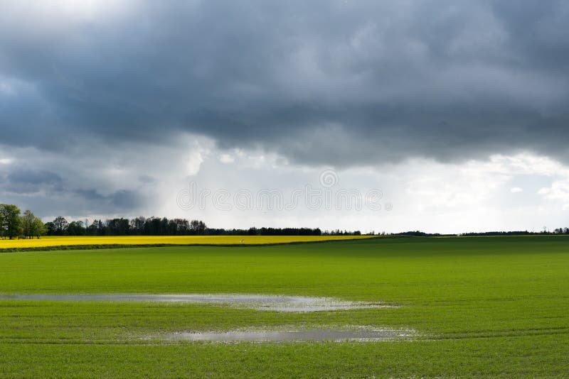 Field after rain. stock photo. Image of grass, latvia - 71579604
