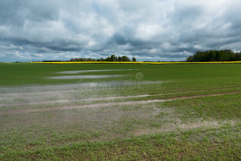 Field after rain ... stock photo. Image of flood, nature - 74340420