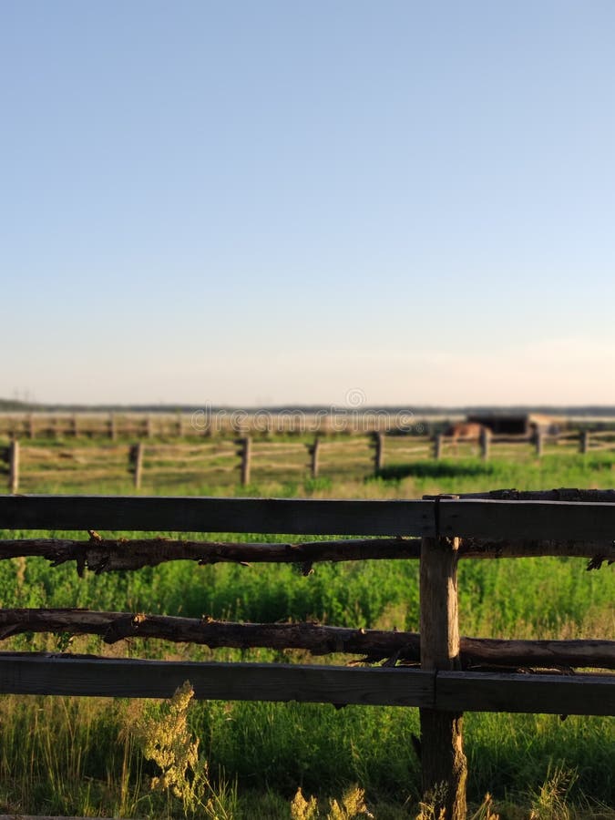 Field on Ranch at Sunset with Green Grass Stock Photo - Image of ...