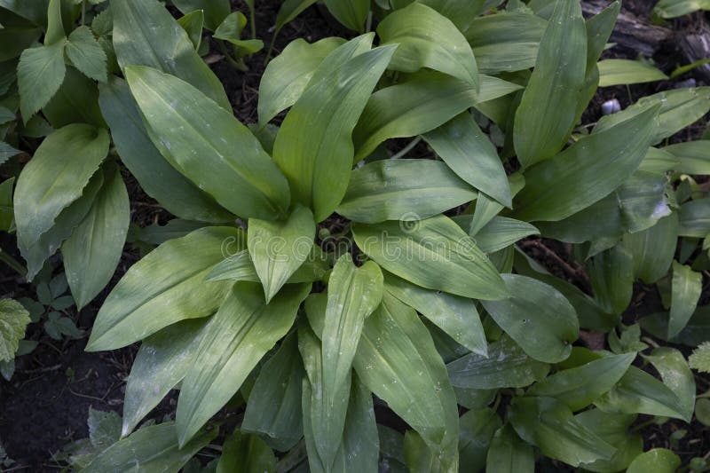 Field of Ransom (wild Garlic) in a Forest Stock Photo - Image of field ...