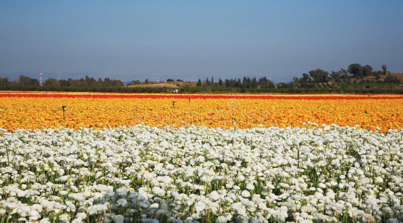 Field of ranunculus stock image. Image of summer, flowers - 18764781