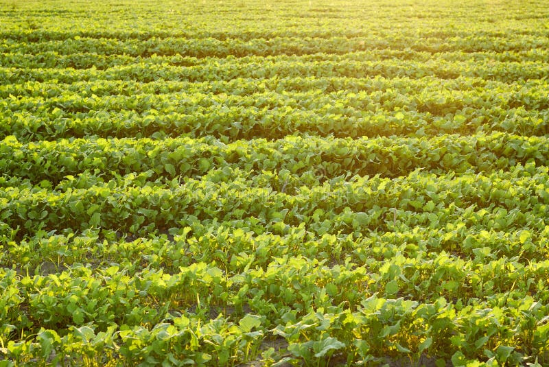 Field of in the Backlit Lights of Setting Sun, Agrarian Sideration ...
