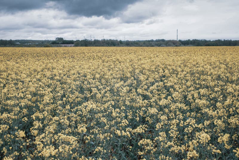 Field of in Bloom Under a Cloudy Sky Stock Photo - Image of flower ...