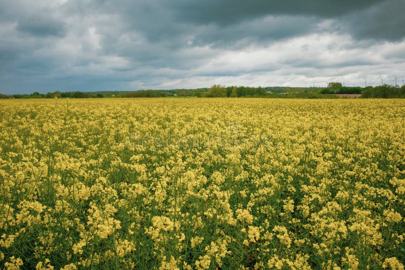 Field of in Bloom Under a Cloudy Sky Stock Photo - Image of green, farm ...