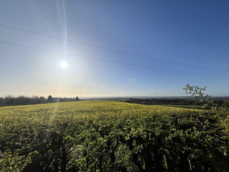 A field of seed stock photo. Image of seed, crop, field - 332742108