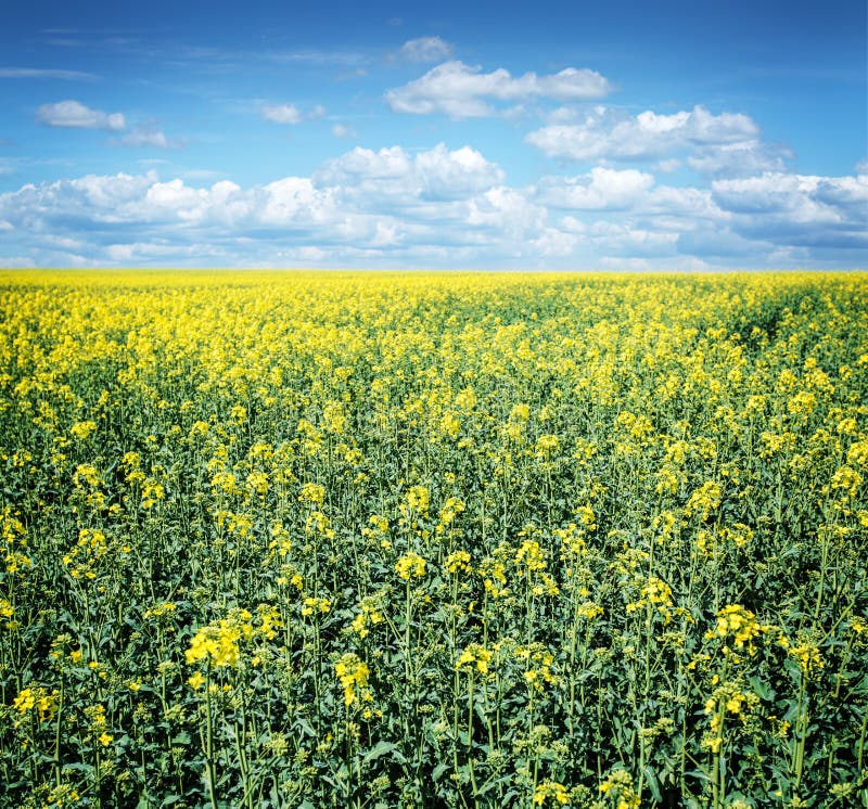 Field of Seed Plants and Blue Sky. Stock Photo - Image of ingredient ...