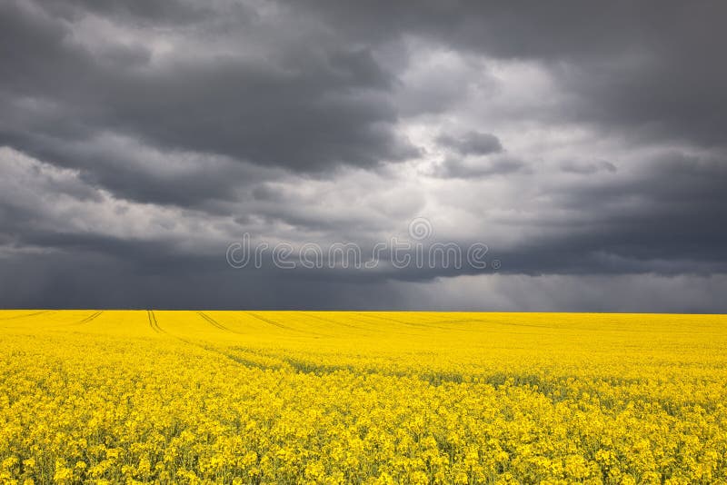 Canola Crops Australia stock photo. Image of south, australia - 8833100