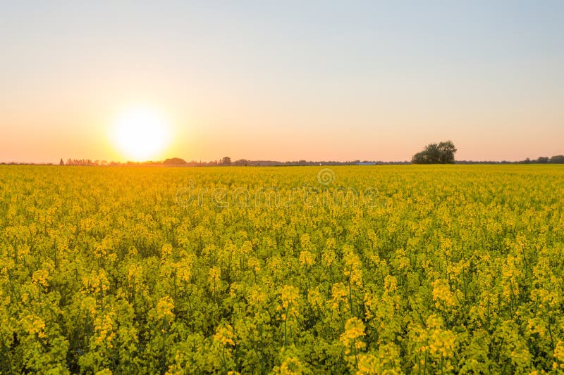 Field of rapeseed stock image. Image of outside, beauty - 279034277