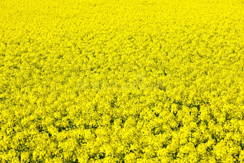 Field of rapeseed stock image. Image of blossom, grow - 32334657