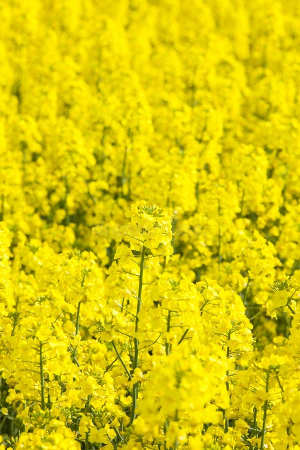 Field of rapeseed stock image. Image of agriculture, farming - 32334703