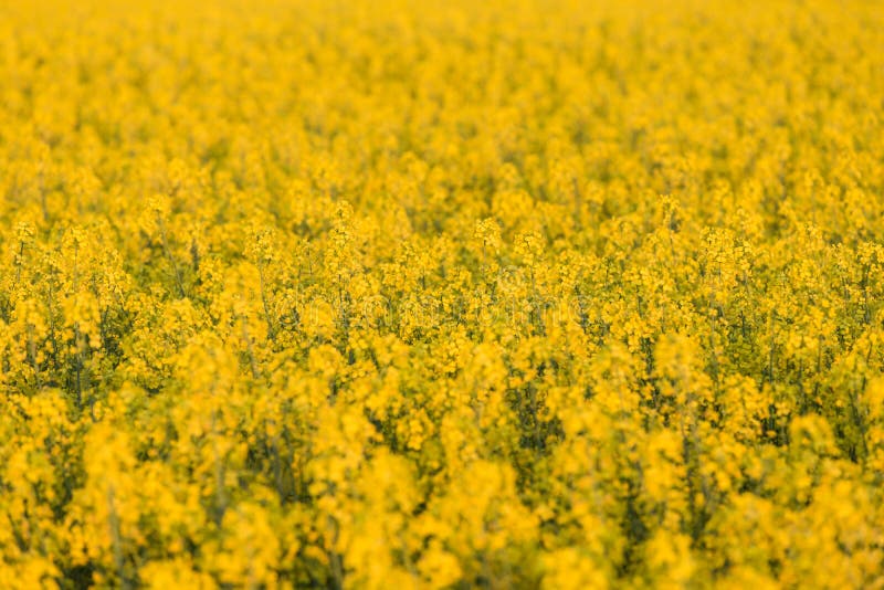 Field of rapeseed stock photo. Image of green, nature - 41697092