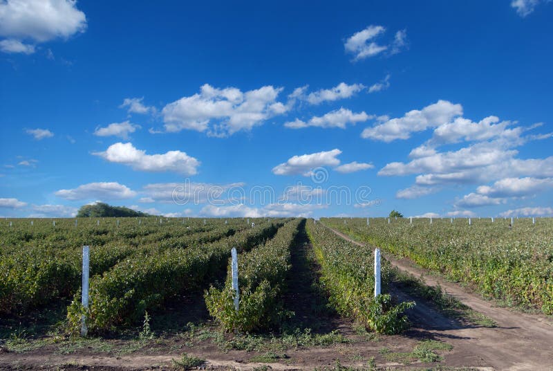 Field with raspberries stock image. Image of holding - 26677123