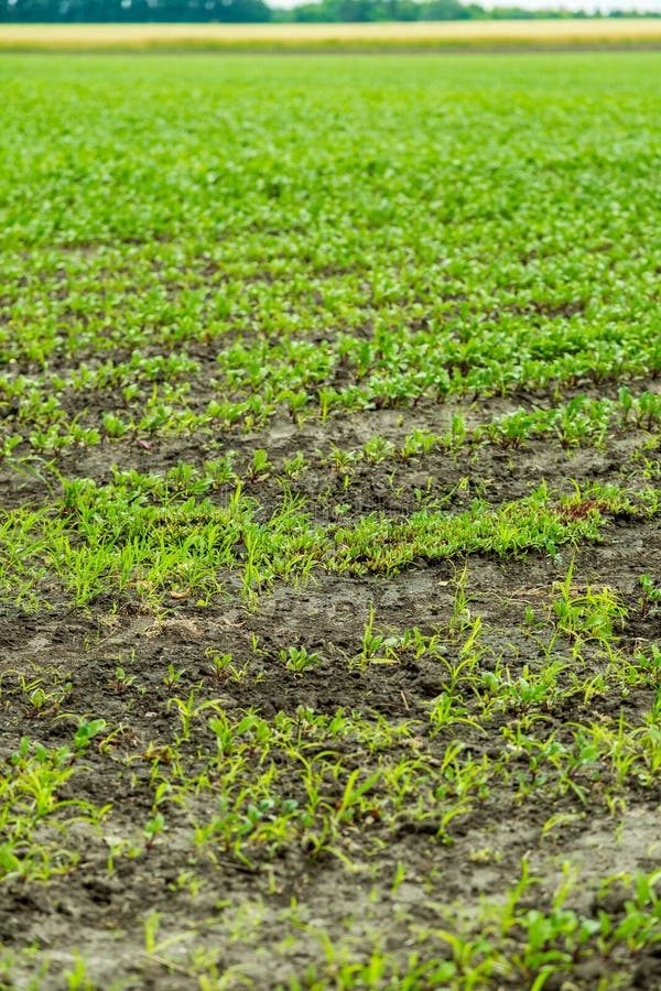 Field of red beet stock image. Image of agriculture - 191119013