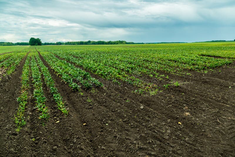 Field of red beet stock image. Image of natural, summer - 191630381