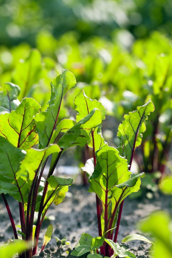 Field with red beetroot stock photo. Image of farm, field - 73971162