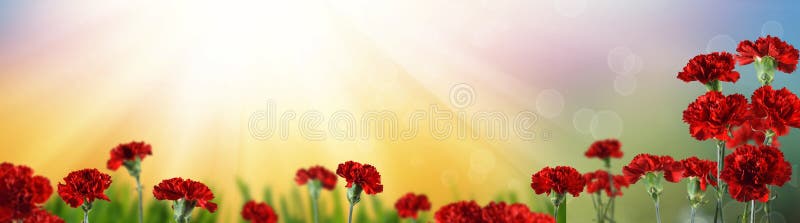 Field of Red Carnations on an Abstract Colorful Sunny Background Stock ...