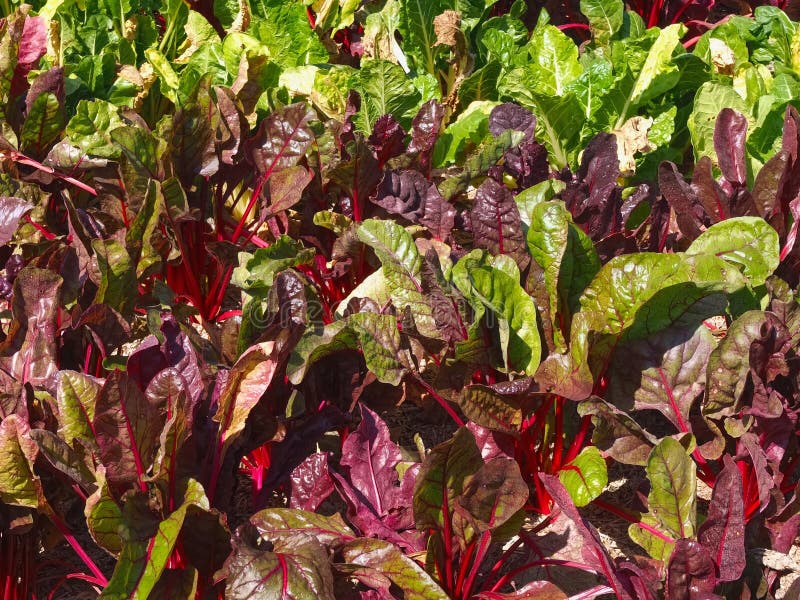 Field with Red Chard Beta Vulgaris Stock Image - Image of farming, hale ...