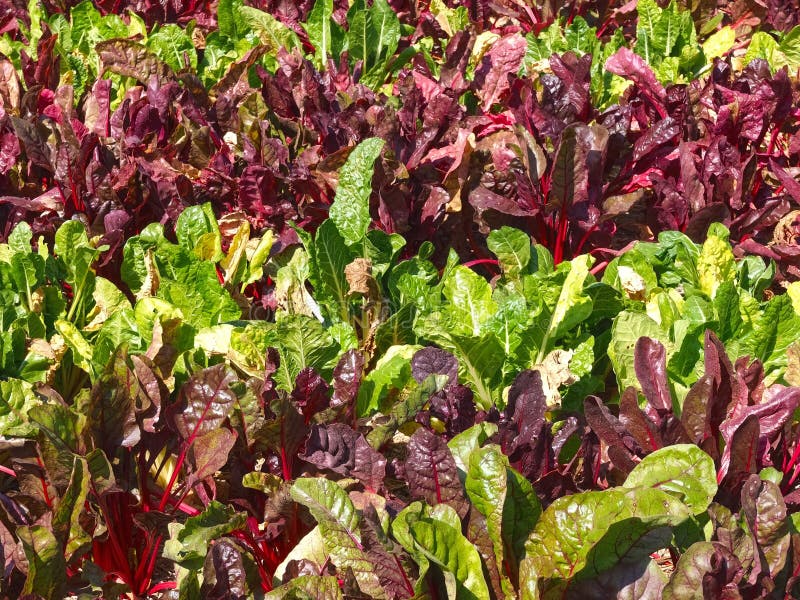 Field with Red Chard Beta Vulgaris Stock Photo - Image of countryside ...