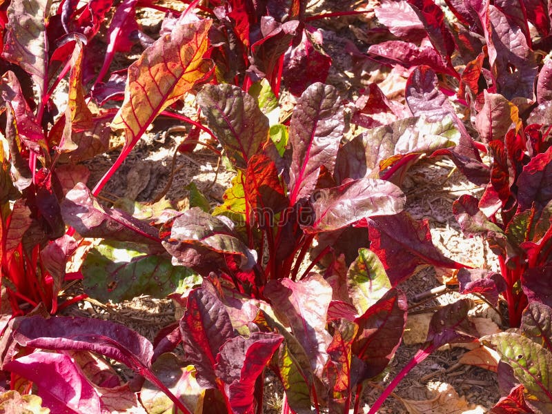 Field with Red Chard Beta Vulgaris Stock Image - Image of gardener ...