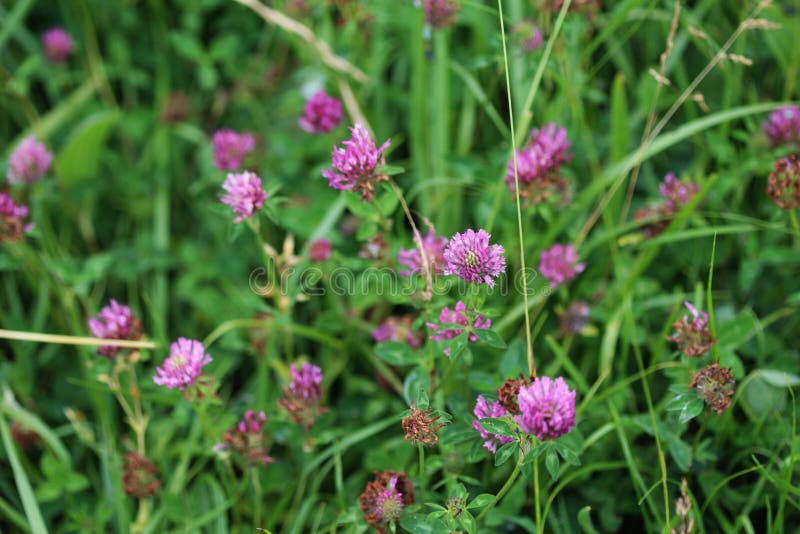 Field of Red clovers stock photo. Image of flowerheads - 94573700