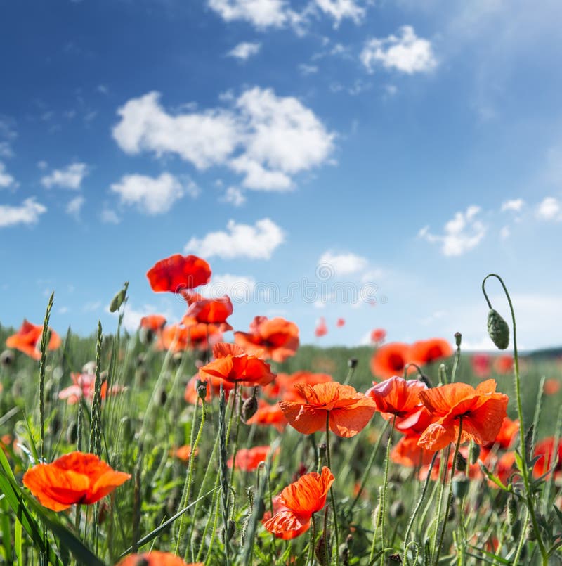 Field of Red Dainty Poppies. Stock Image - Image of wallpaper ...