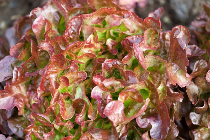 Red frisee lettuce stock image. Image of sheaf, plant - 97095911